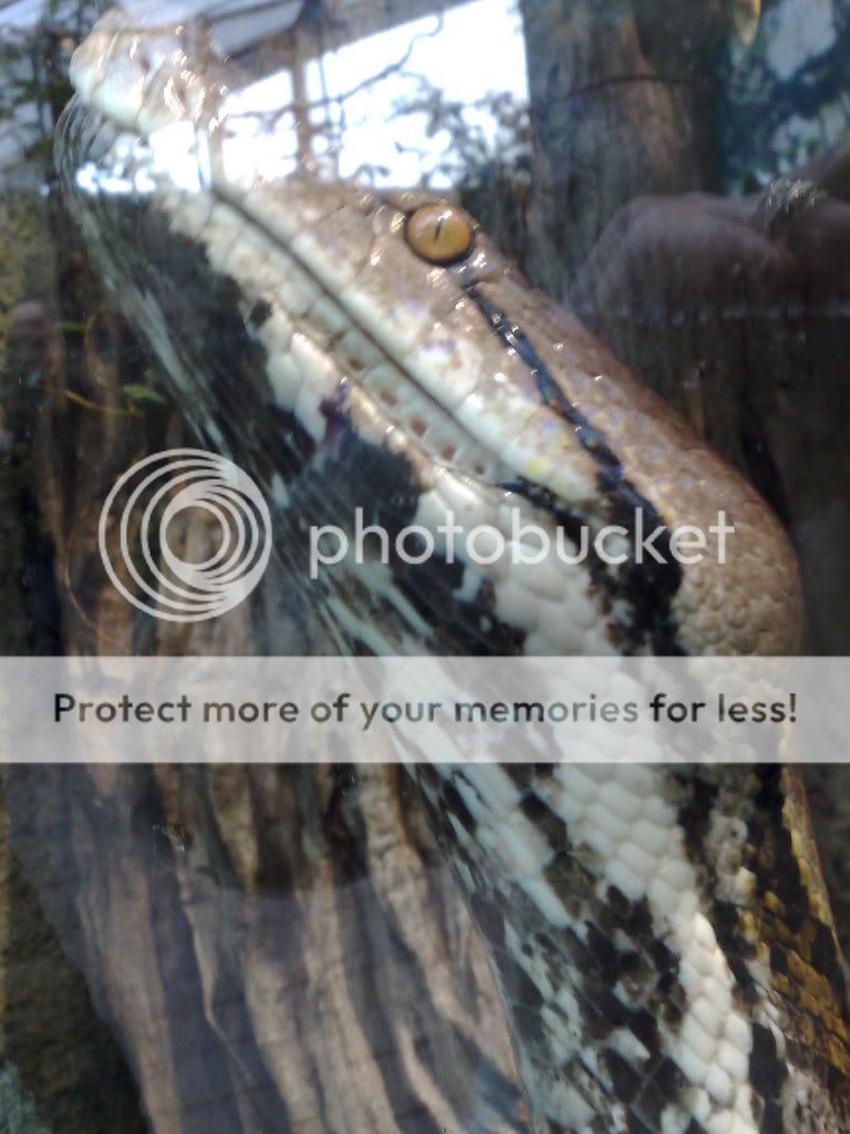 Chester Zoo's Giant Reticulated Python...... | Reptile Forums