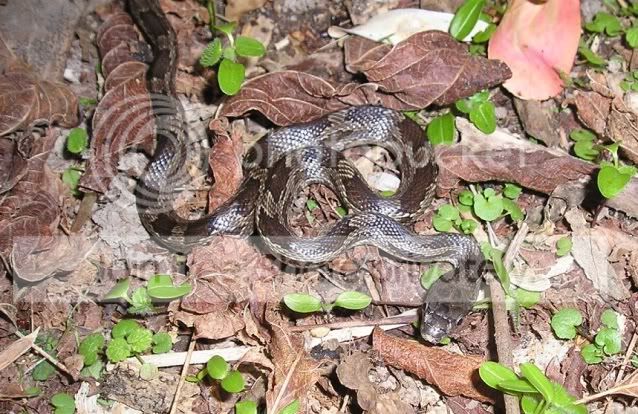 A Few Chattanooga Area Summer and Fall Finds(DUW) - Field Herp Forum