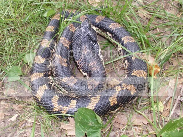 Tri State Herps (TN, GA, and Al) - Field Herp Forum