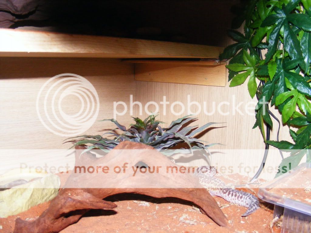 my viv upgrade lol (pic heavy ) | Reptile Forums