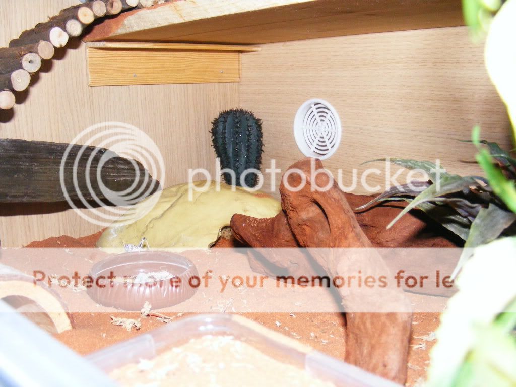 my viv upgrade lol (pic heavy ) | Reptile Forums