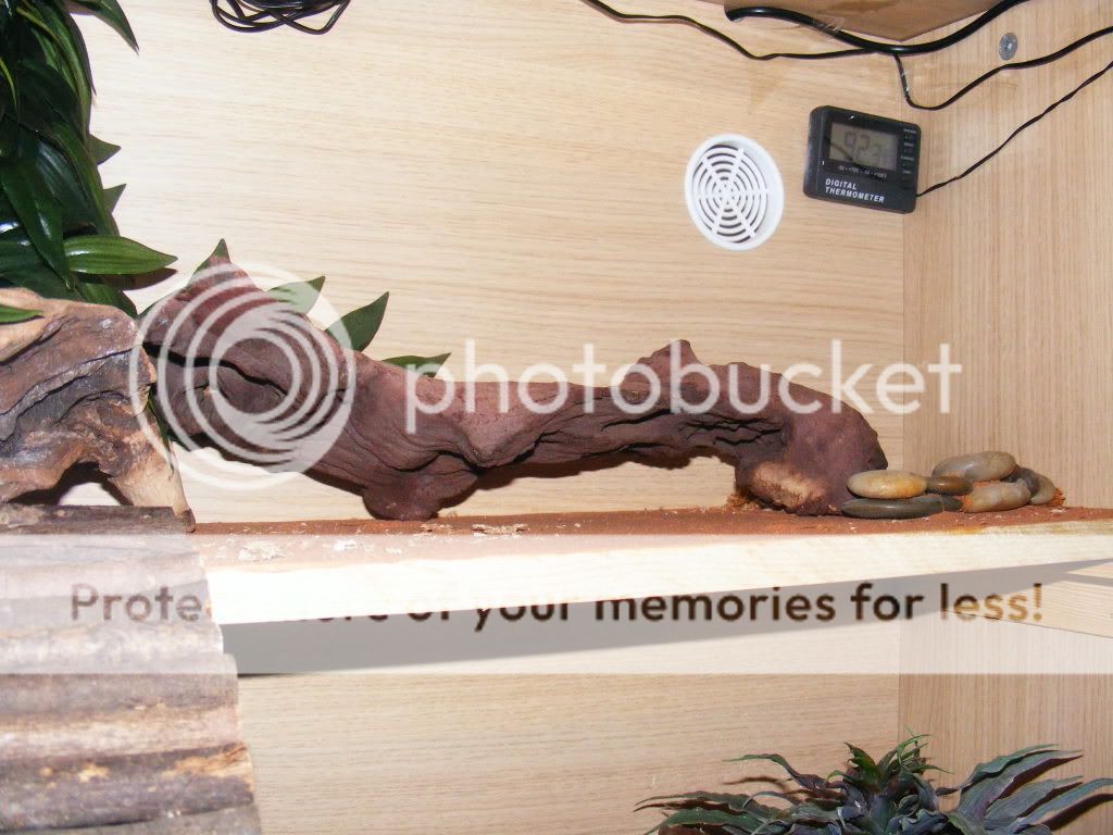 my viv upgrade lol (pic heavy ) | Reptile Forums