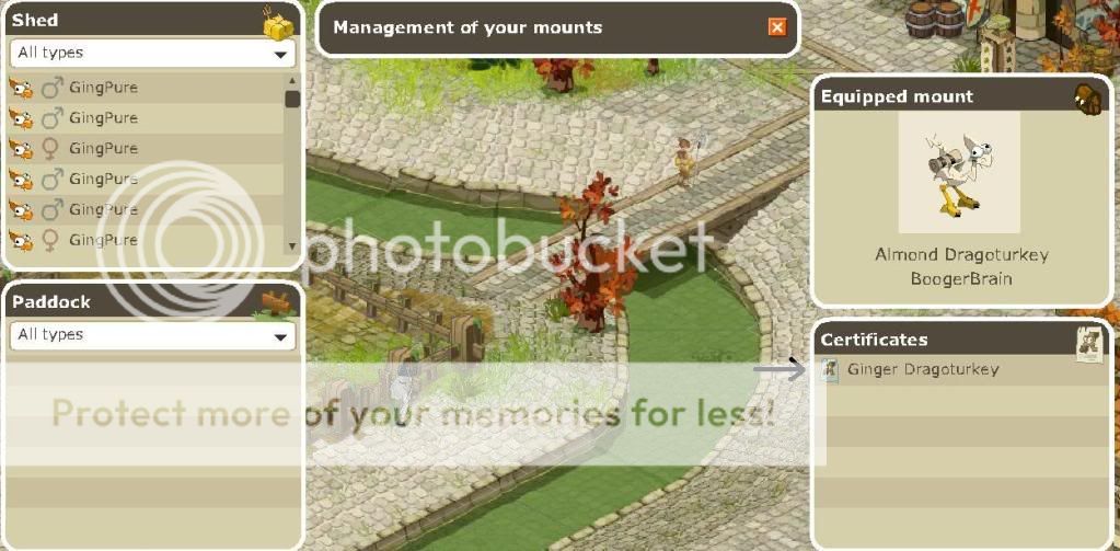 A Beginers Guide to Mounts - Forum - DOFUS: the strategic MMORPG.