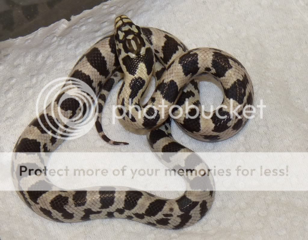 Magpie jungle corn. | Reptile Forums