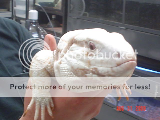 Adult pair of Snow tegus ready to breed Now with PICS | FaunaClassifieds